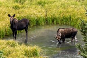 Moose Size Comparison (how much bigger than other big deer?)
