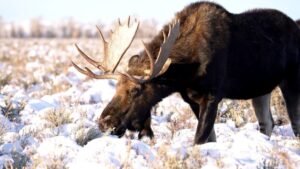 Moose Size Comparison (how much bigger than other big deer?)