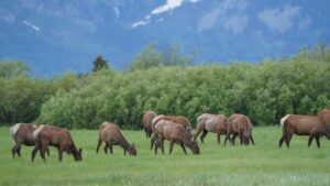 Deer Population by State | Which States Have the Most Deer? - World Deer