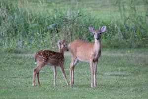 Keeping a Pet Deer: What You Need to Know - World Deer