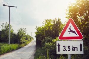 Is Hitting a Deer Considered an Accident? [ANSWERED] - World Deer