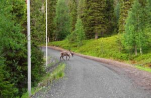 Deer Collisions by State [Full List] - World Deer