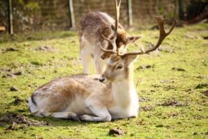 Keeping a Pet Deer: What You Need to Know - World Deer