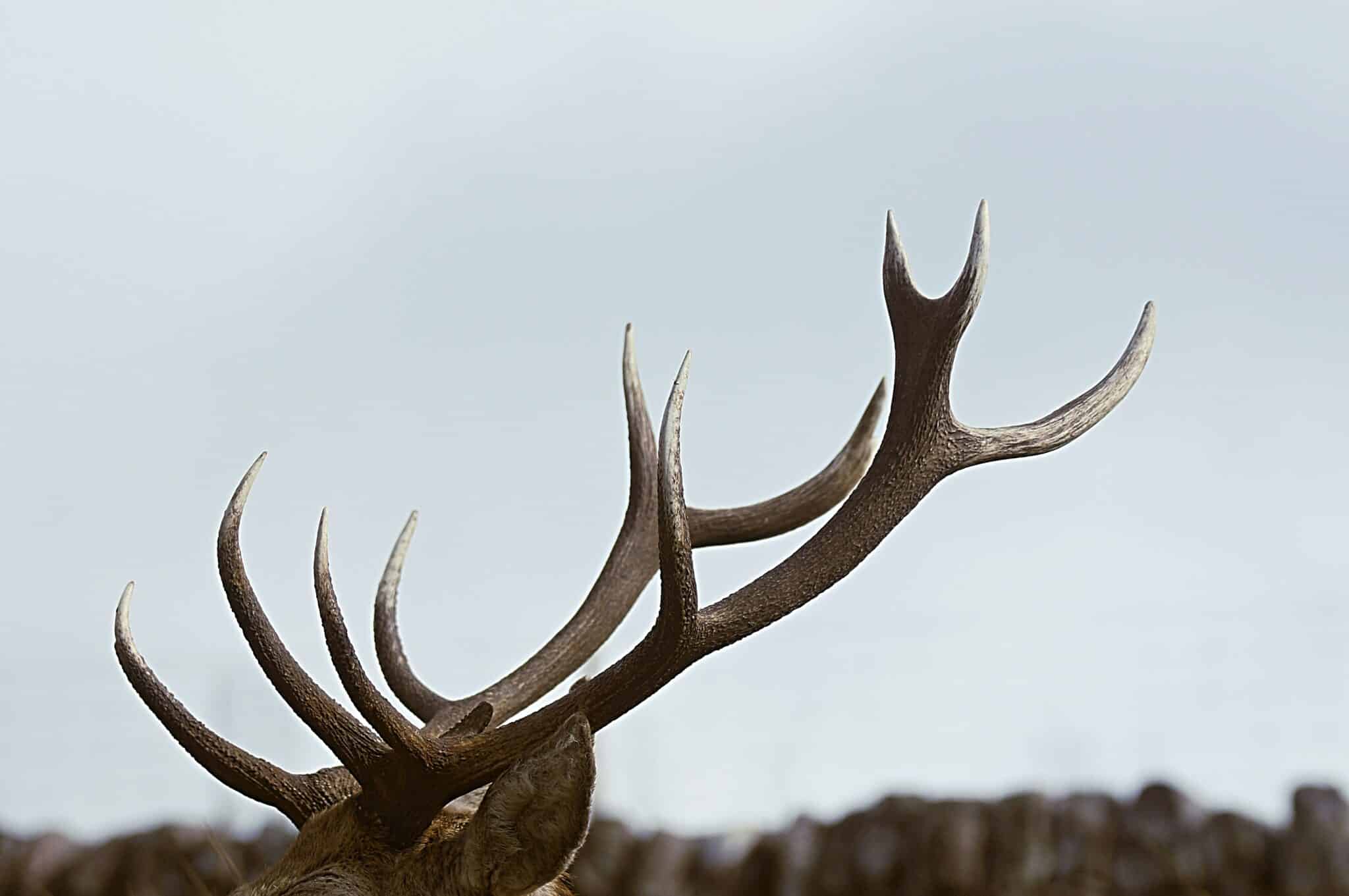 How To Count Points on a Buck - World Deer