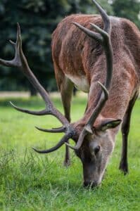 How To Count Points on a Buck - World Deer