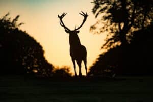How To Count Points on a Buck - World Deer