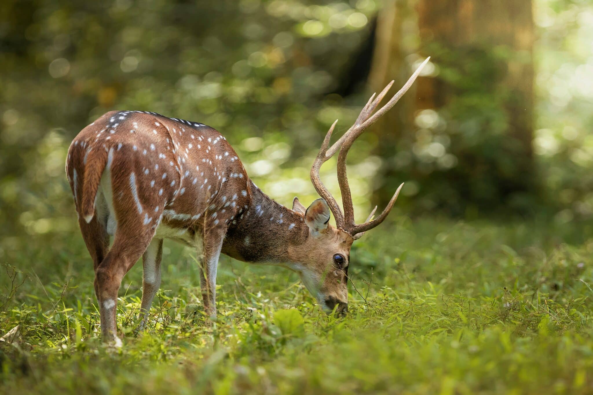 Where (and How) to Hunt Deer in Rhode Island (updated 2026) - World Deer