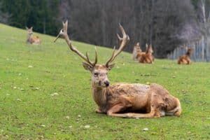 How To Count Points on a Buck - World Deer