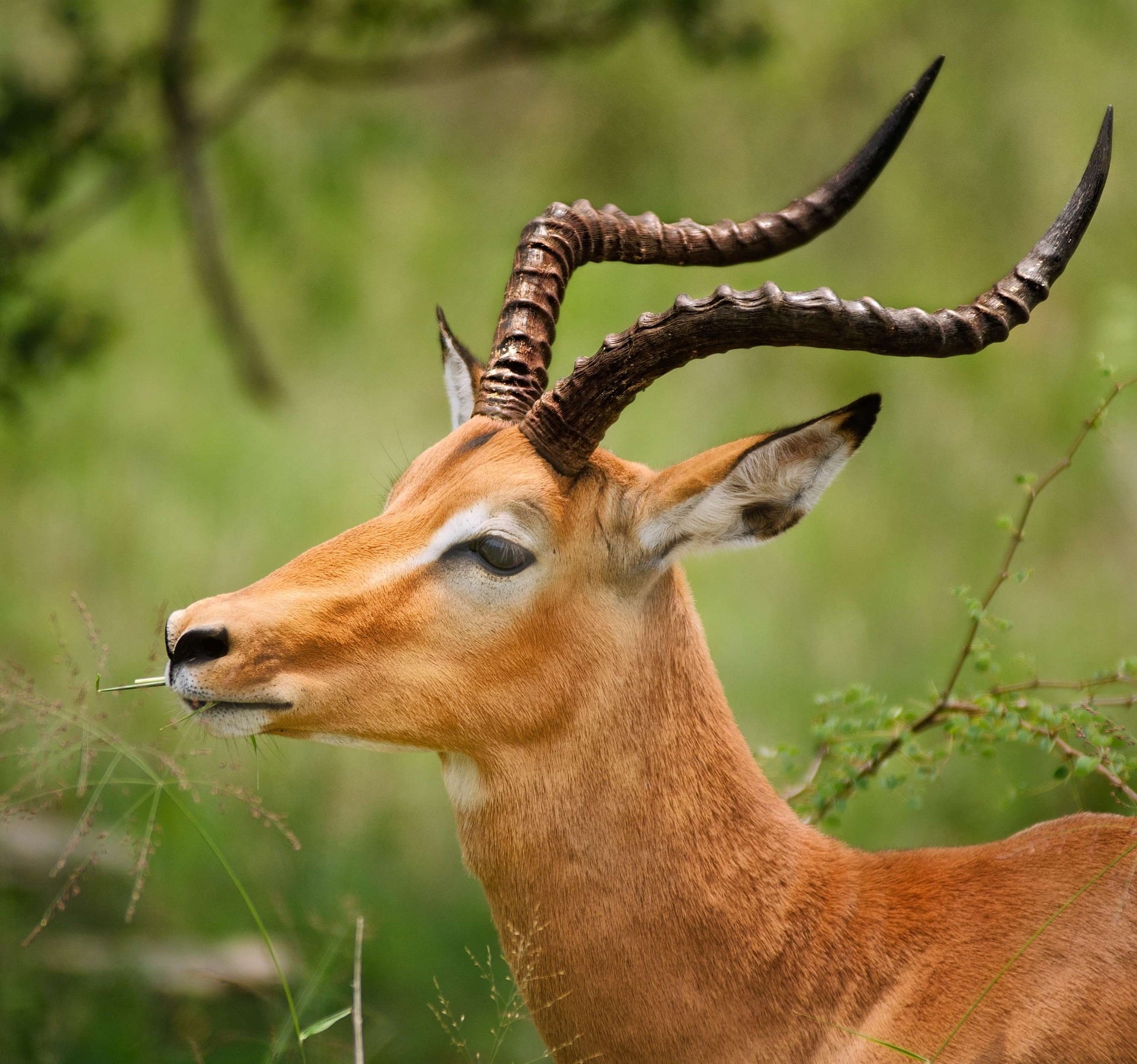 Deer vs Gazelle Comparison (key differences explained) - World Deer