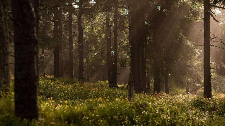 Where (and How) to Hunt Deer in Rhode Island (updated 2026) - World Deer