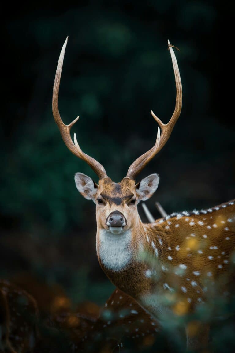 How To Cape A Buck For A Shoulder Mount - World Deer
