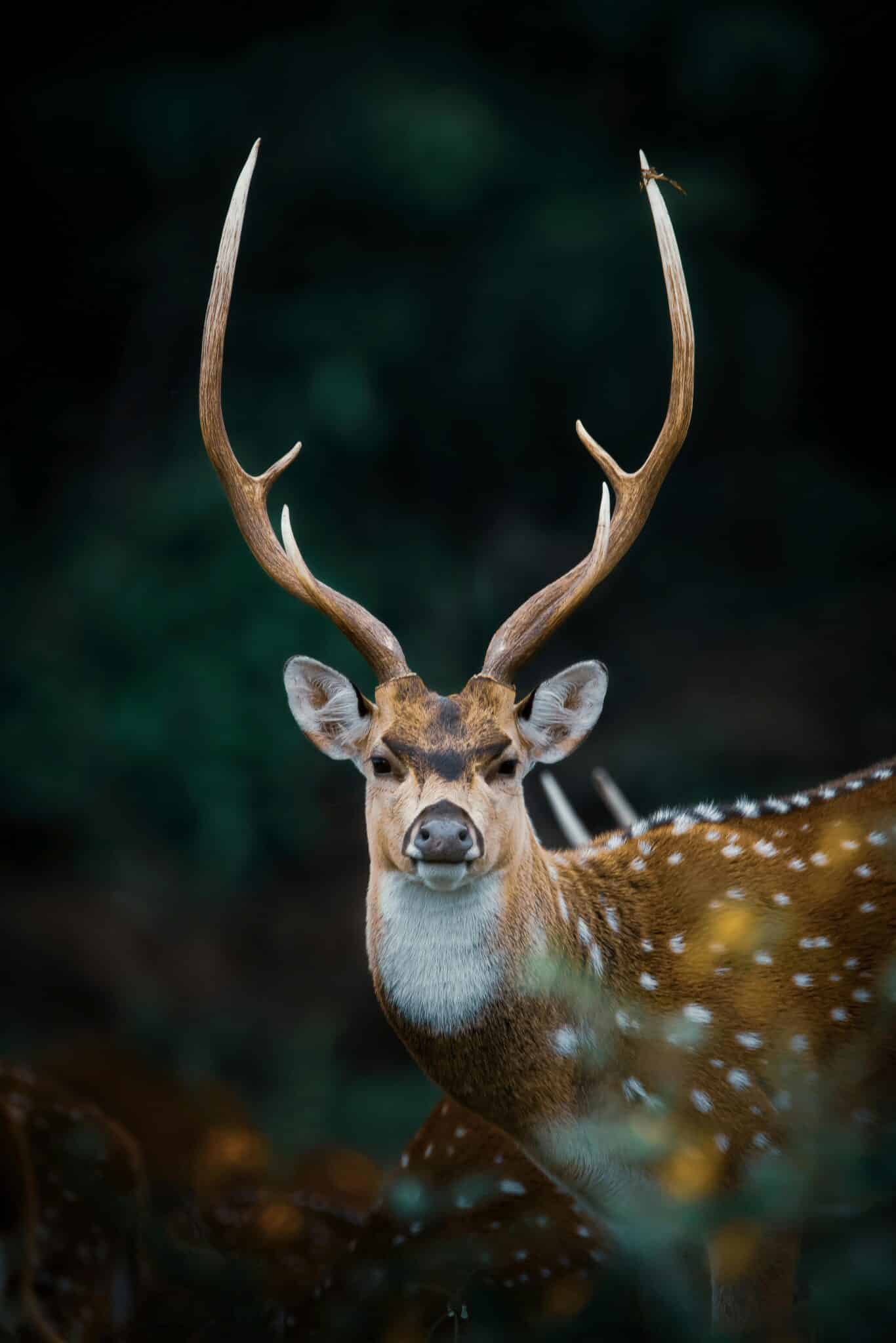 How To Cape A Buck For A Shoulder Mount - World Deer