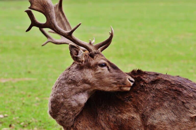 How To Count Points on a Buck - World Deer