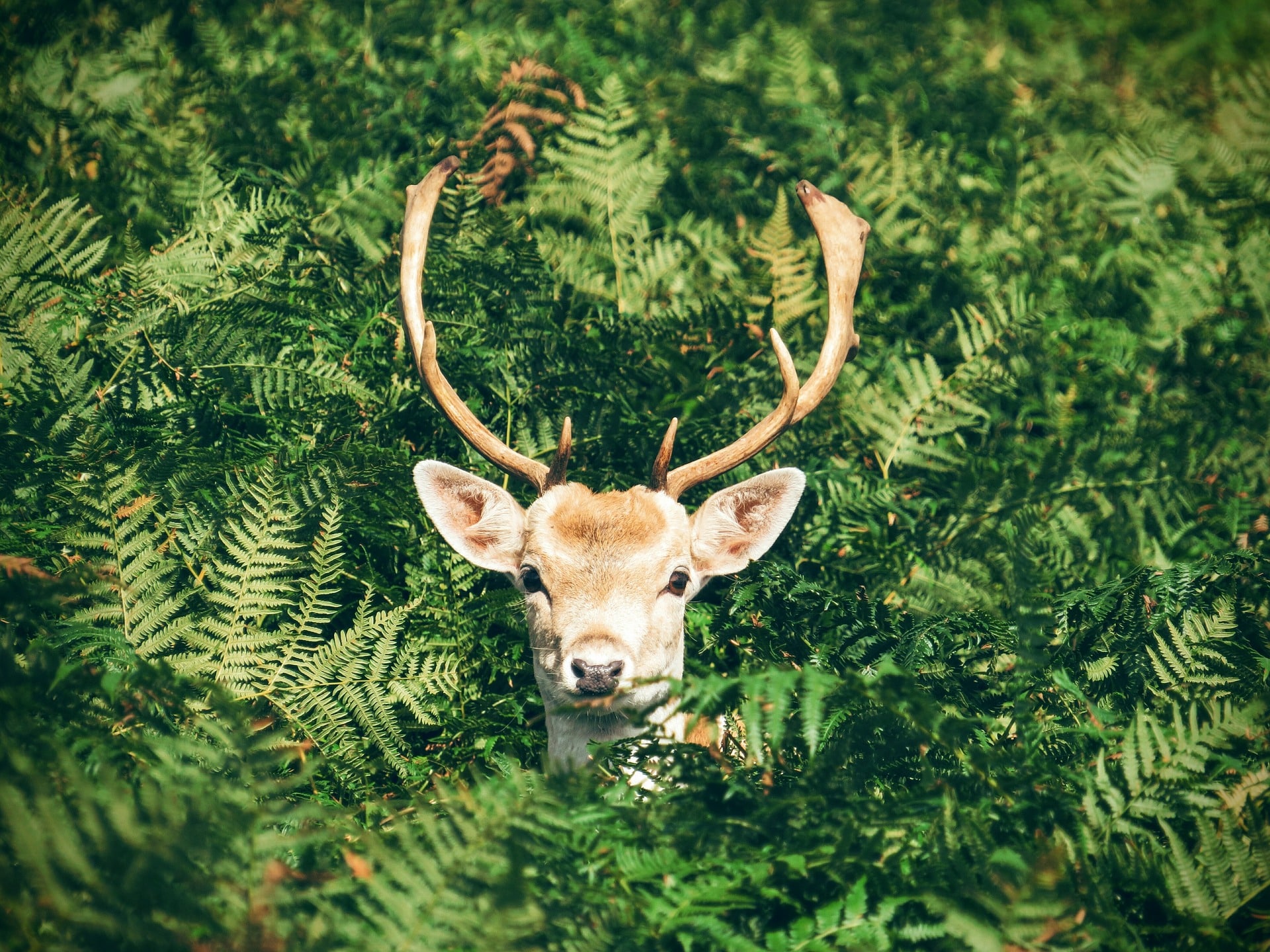 How To Count Points on a Buck - World Deer