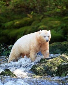 Kermode Bear or "Spirit Bear" (Ursus americanus kermodei) - World Deer