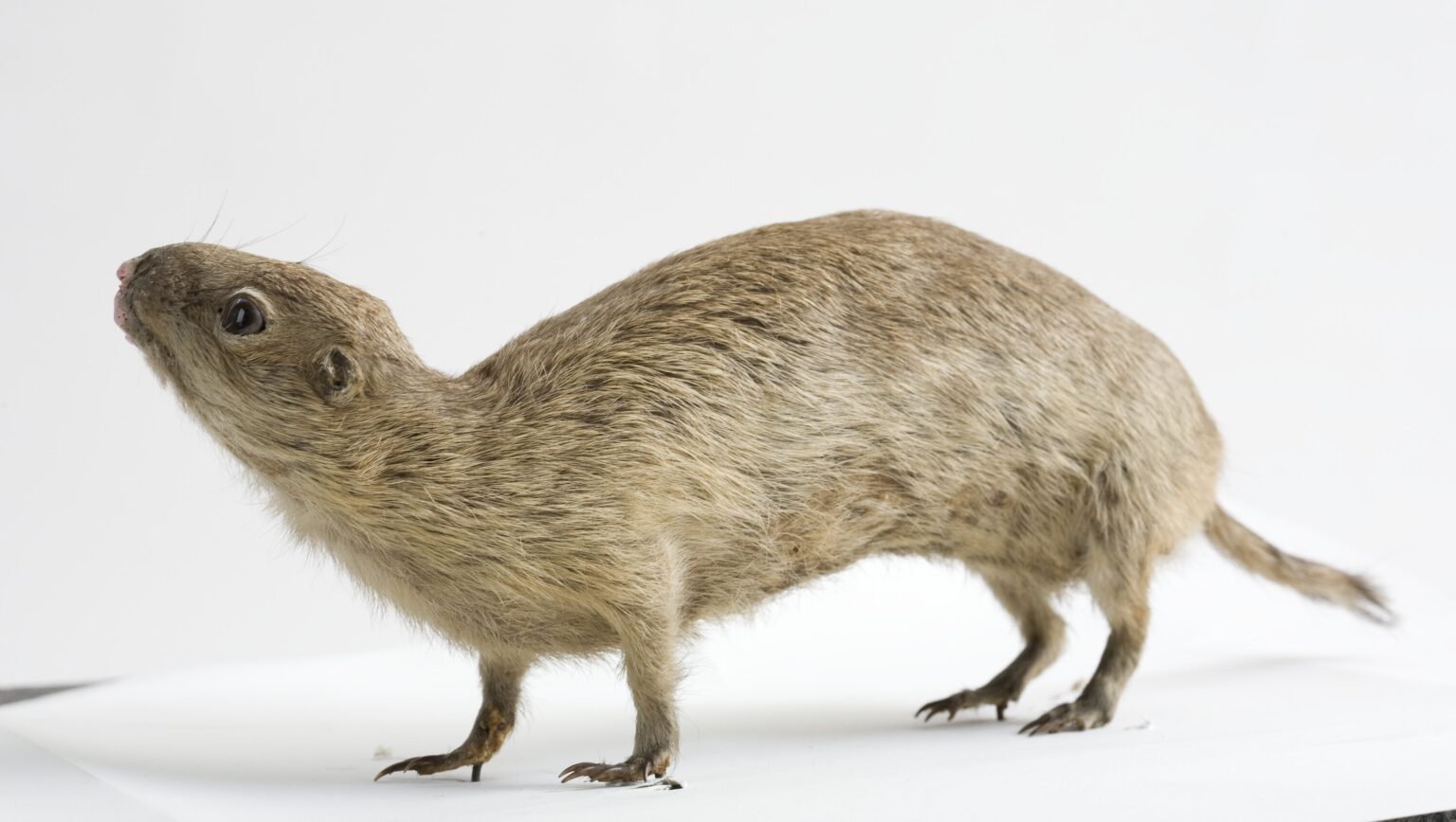 Daurian Ground Squirrel (Spermophilus dauricus) - World Deer