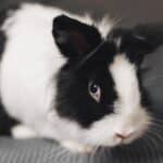 All About Rabbits: Behavior, Care, and Fascinating Insights - World Deer