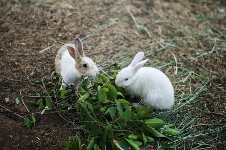 All About Rabbits: Behavior, Care, and Fascinating Insights - World Deer