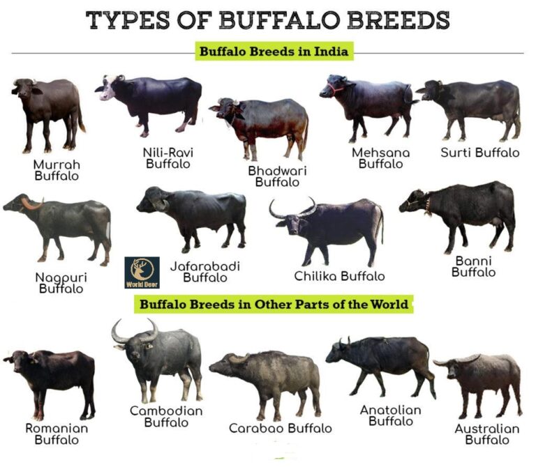 Buffalo, the Guardians or Giants of Grasslands - World Deer