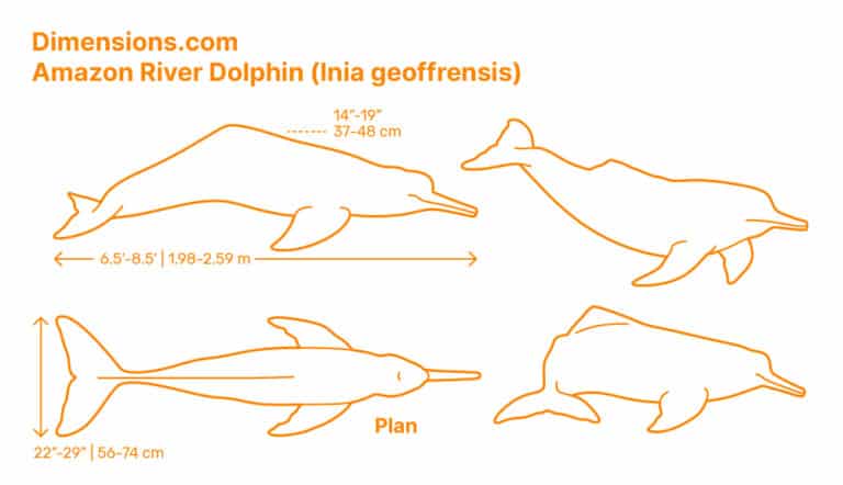 Dolphins, Cuties of the Aquas World - World Deer