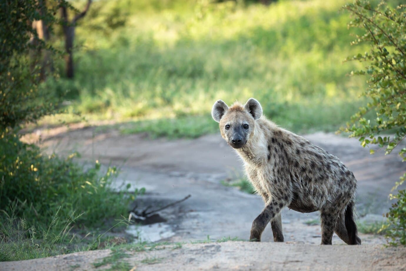 Hyenas, Africa’s Iconic Scavengers - World Deer