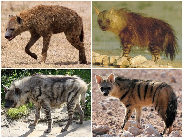 Hyenas, Africa’s Iconic Scavengers - World Deer