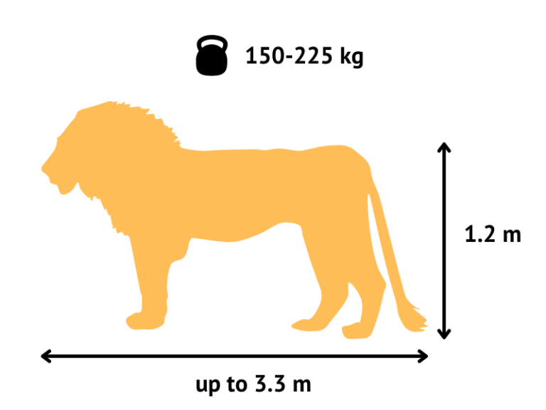 Lion, King of the Jungle - World Deer