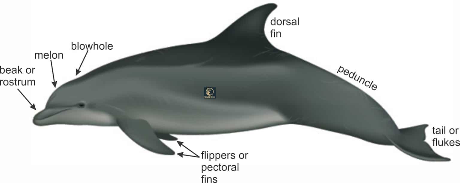 Dolphins, Cuties of the Aquas World - World Deer