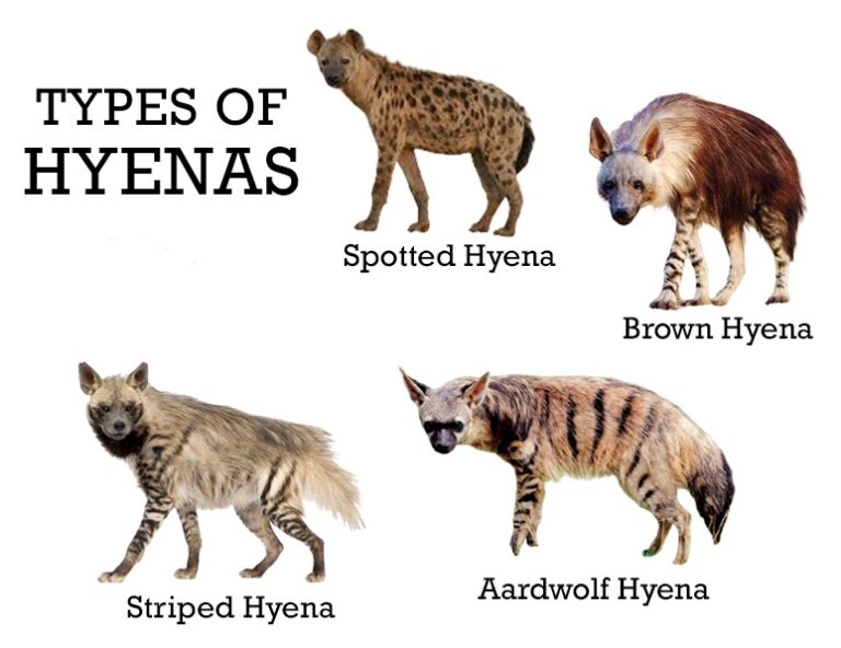 Hyenas, Africa’s Iconic Scavengers - World Deer