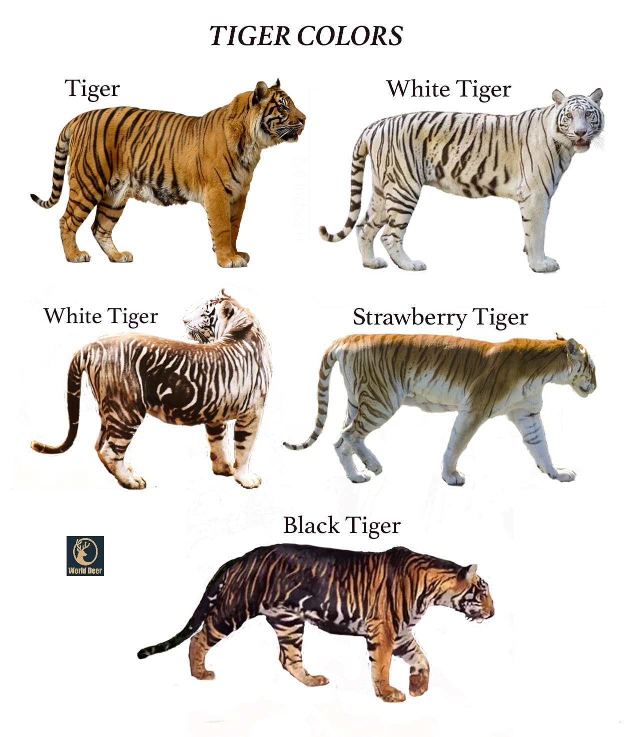 Tigers, the Marvels of Strength - World Deer