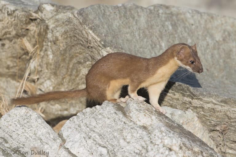 Weasels, Smallest and Bold Hunters in the World - World Deer