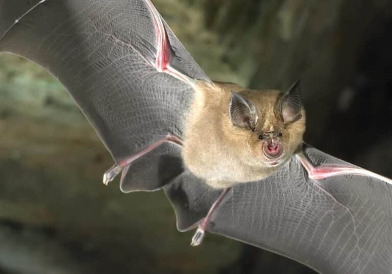 Greater Horseshoe Bat: Habitat, Diet, Behavior, and Conservation- World ...