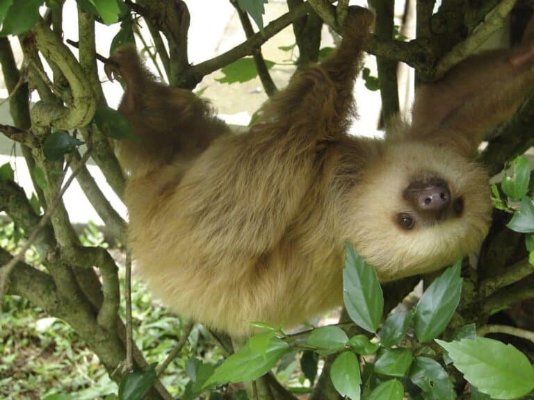 Hoffman’s Two-Toed Sloth: Behavior and Conservation Efforts- World Deer