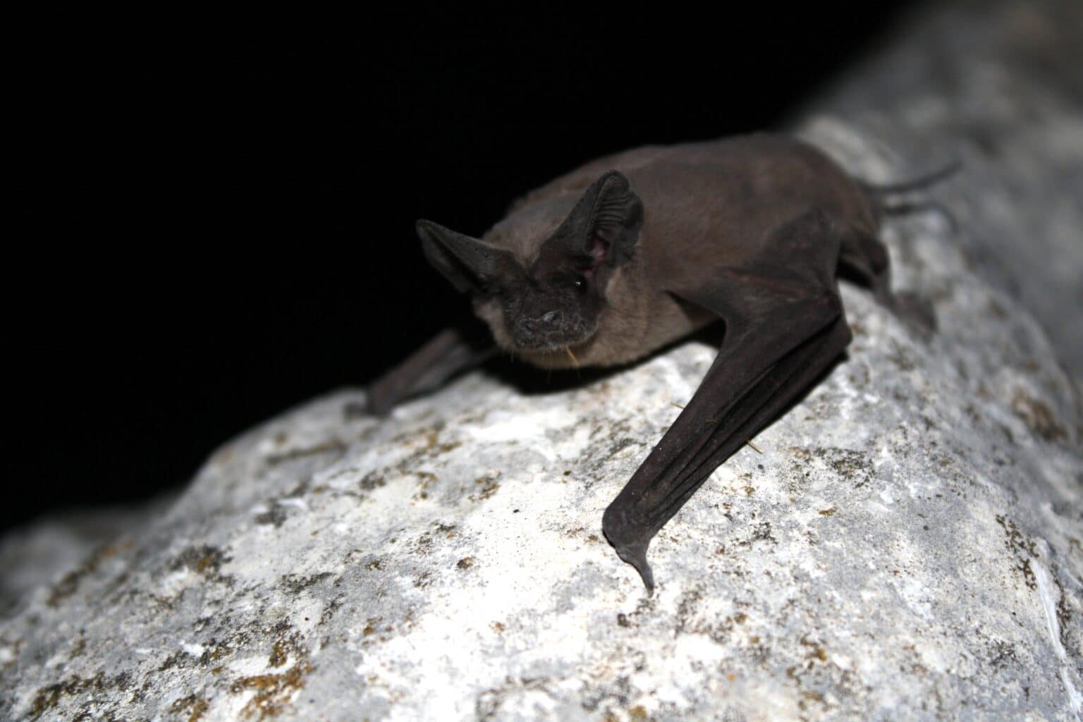 Mexican Free-tailed Bat - World Deer