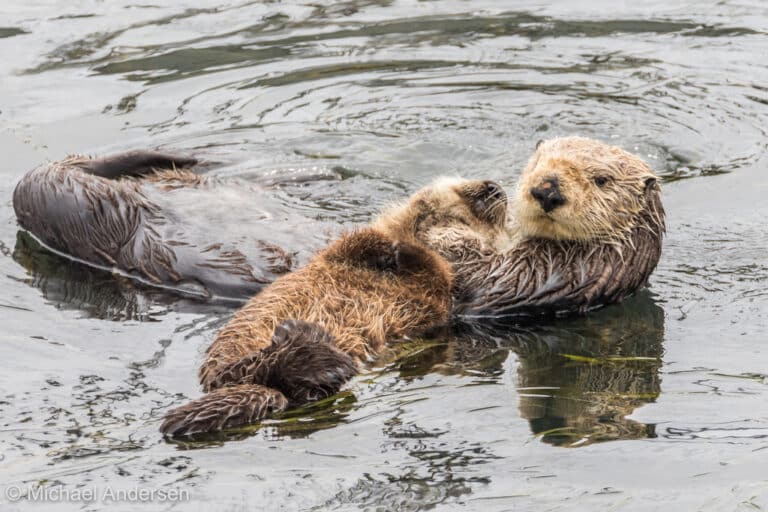 Sea Otter: Habitat, Behavior, and Conservation Efforts- World Deer