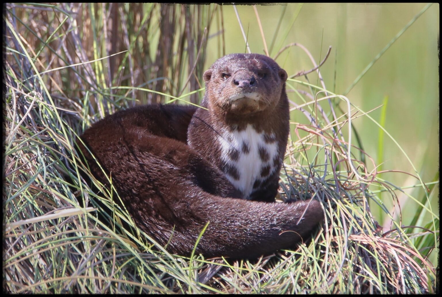 Spotted-necked Otter: Habitat, Behavior, and Conservation Status ...