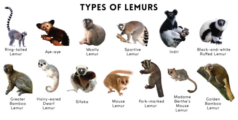 Lemur, The Iconic Primates of the Madagascar- World Deer