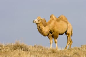 Bactrian Camel - World Deer