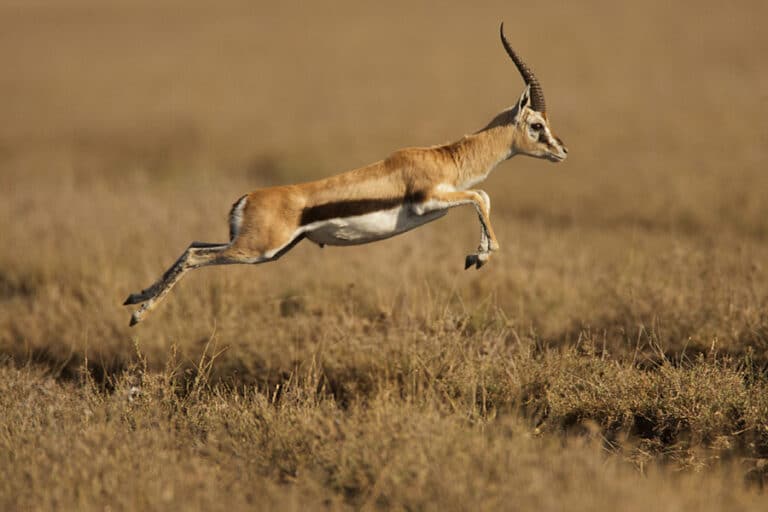 Antelope, Swift Runners of Savannah - World Deer