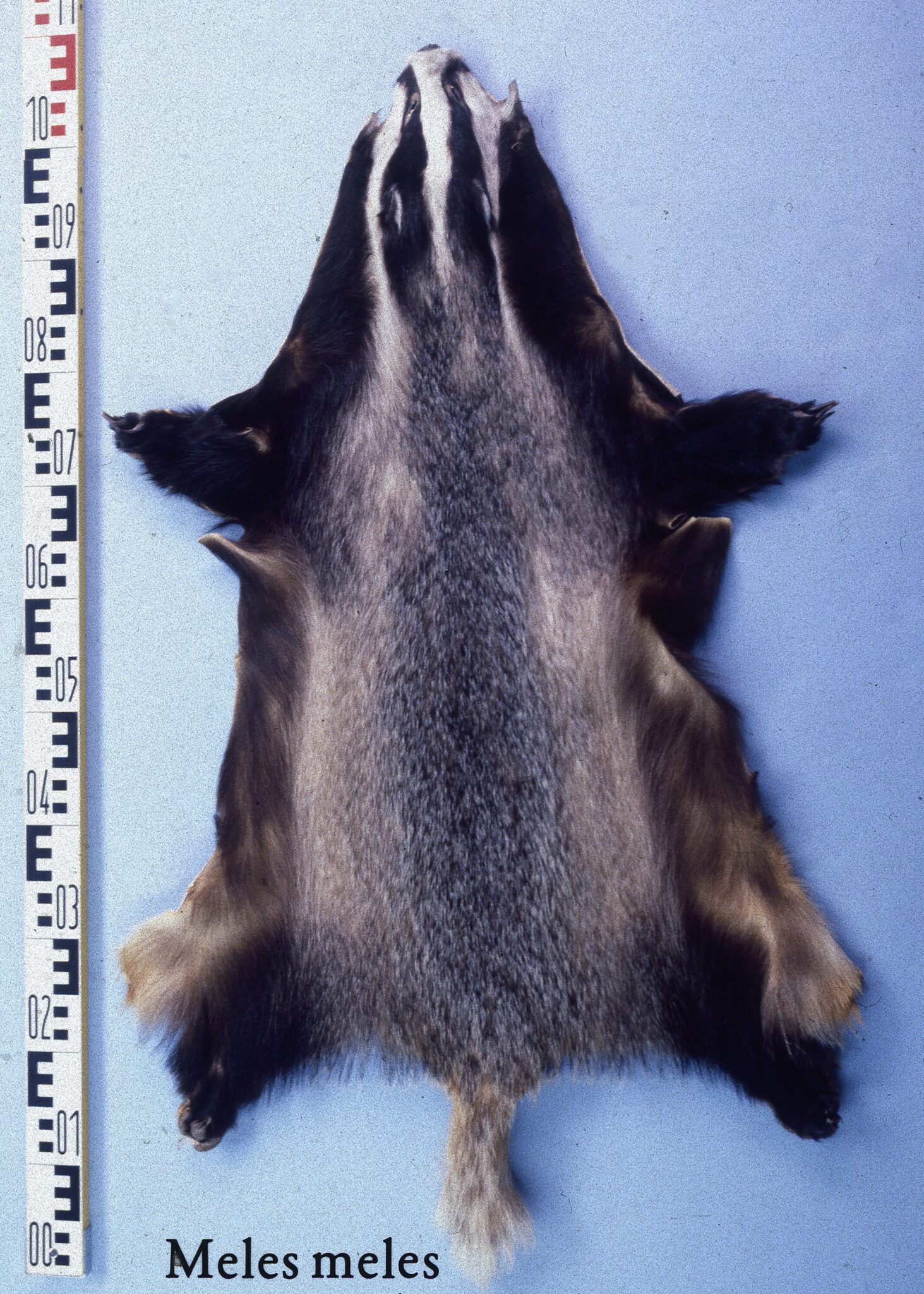 Badgers - World Deer