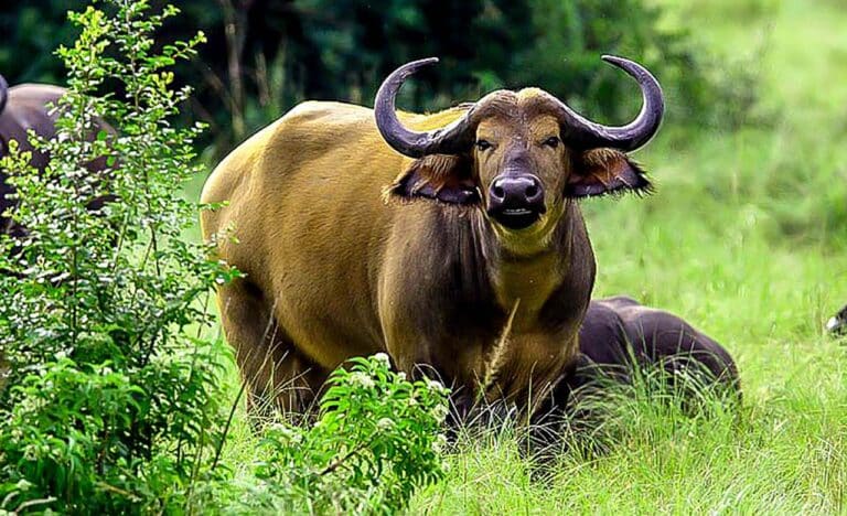 Buffalo, the Guardians or Giants of Grasslands - World Deer