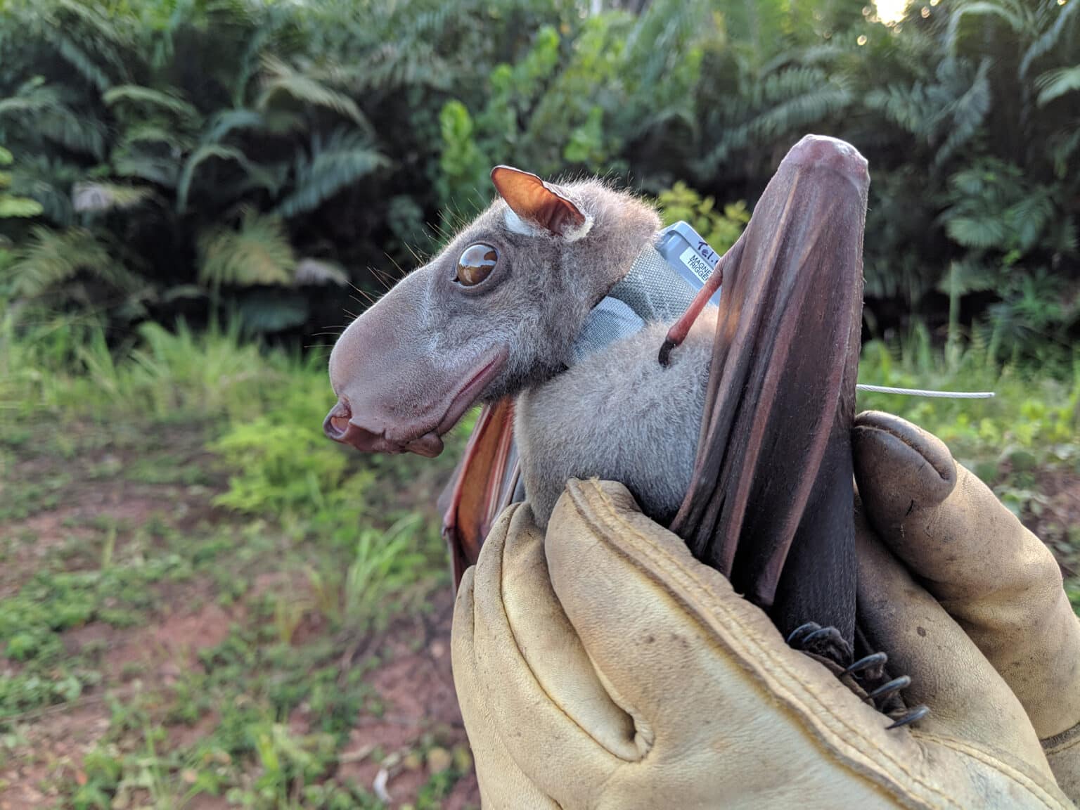 Hammer-headed Bat: Traits, Behavior, and Conservation- World Deer