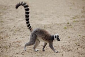 Lemur, The Iconic Primates of the Madagascar- World Deer