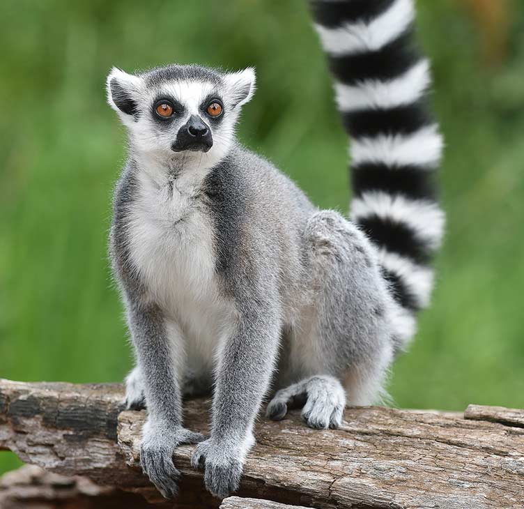 Lemur The Iconic Primates Of The Madagascar World Deer