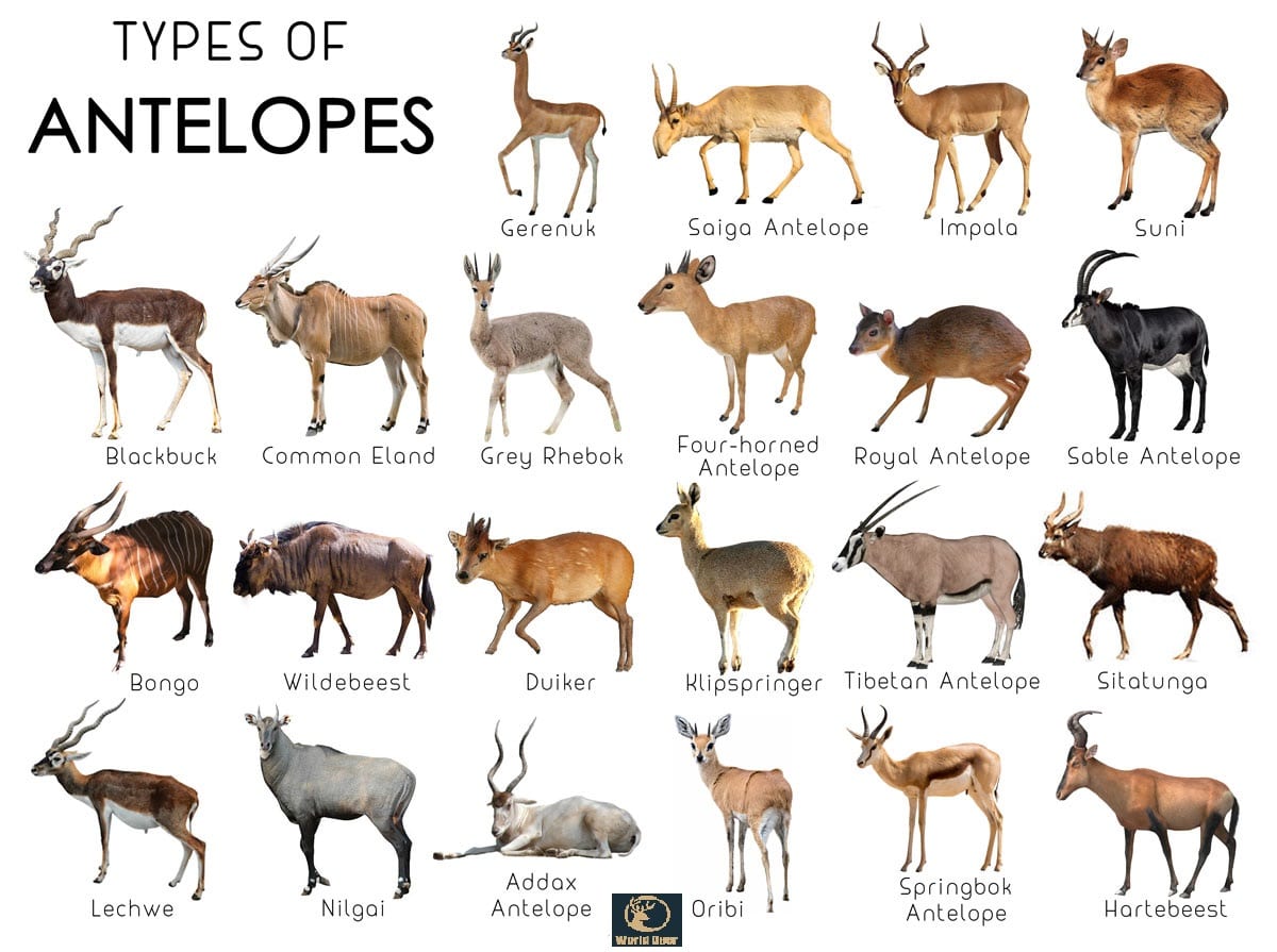 Antelope, Swift Runners of Savannah - World Deer