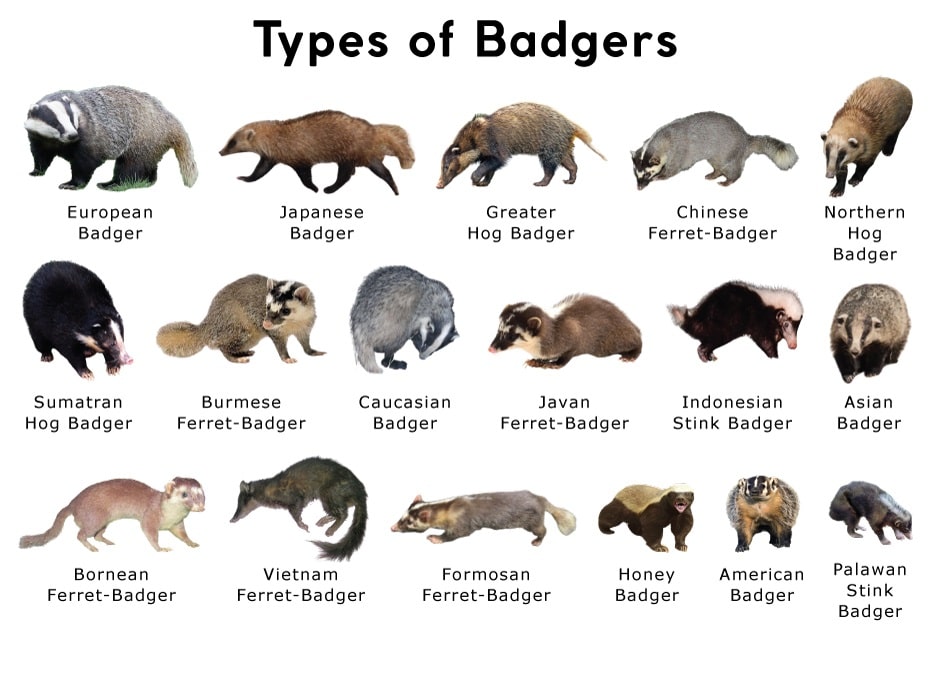 Badgers World Deer Badgers World Deer