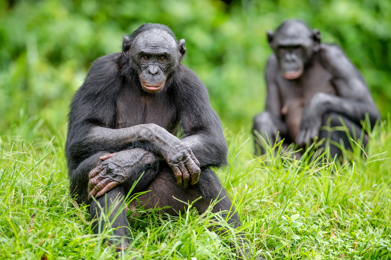 Chimpanzees: Closest Cousins to Humans - World Deer
