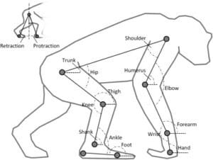 Chimpanzees: Closest Cousins to Humans - World Deer