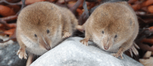Shrews, One of the Venomous Mammals - World Deer