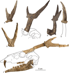 Ungulates – The Hoofed Mammals - World Deer